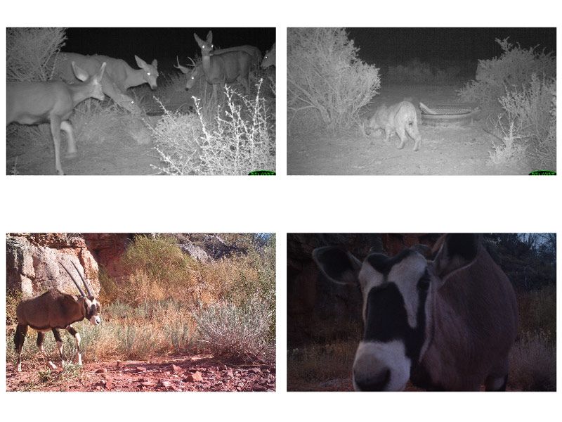 An Experiment in Deep Learning with Wild Animal Trail Camera Data ...
