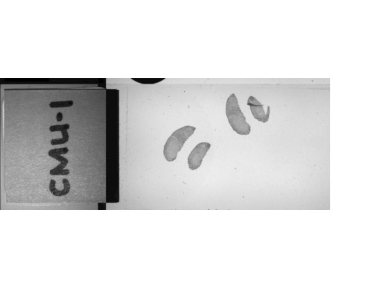bioformatsread - Read whole slide image data using Bio-Formats library ...